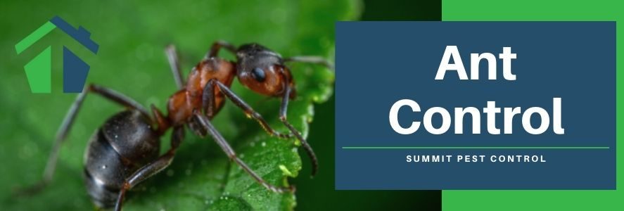Ant Control in Virginia Beach - Local Pest Control for Ants