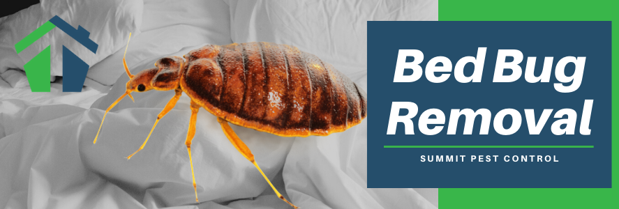Bed Bug Control and Treatments in Virginia Beach and Hampton, VA