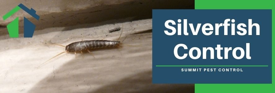 Silverfish Control in Virginia Beach - Local Pest Control