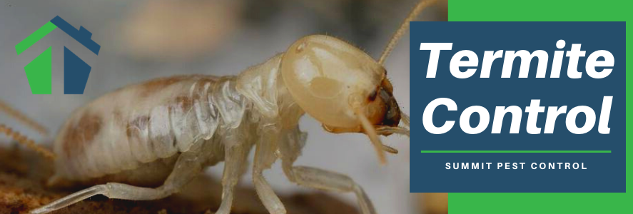 Termite Control in Virginia Beach, Newport News, and Norfolk, VA